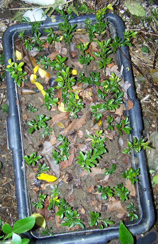 100 4135 3 — Postimages