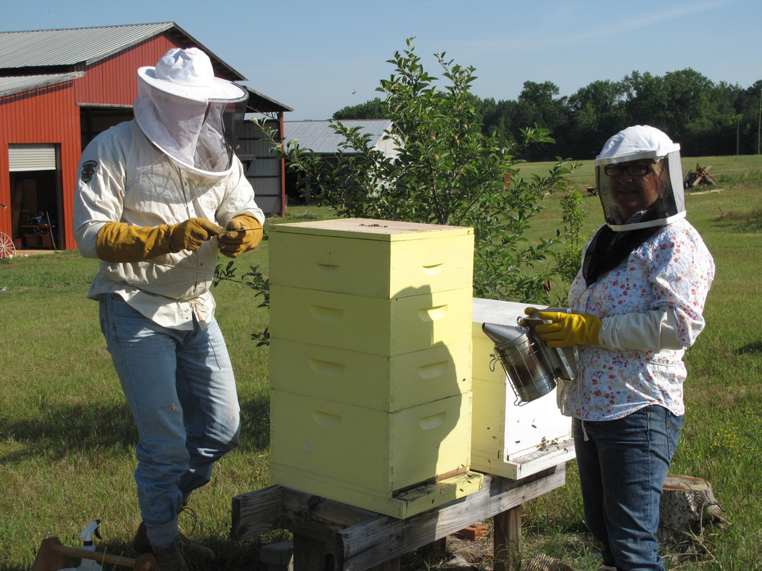 Bees and honey fraud and the world ending and stuff. > General ...