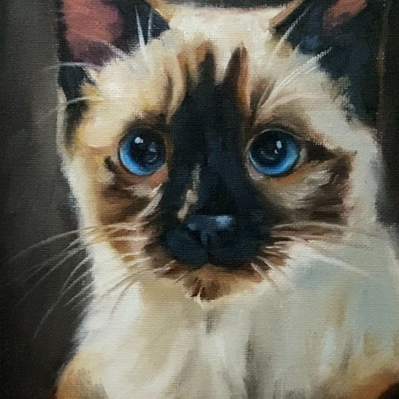 10 painting of siamese kitten cat portrait — Postimages