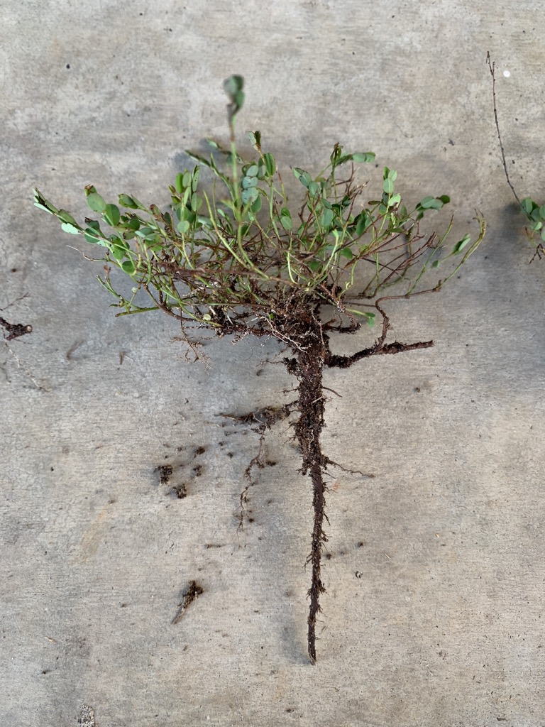 weed2 — Postimages