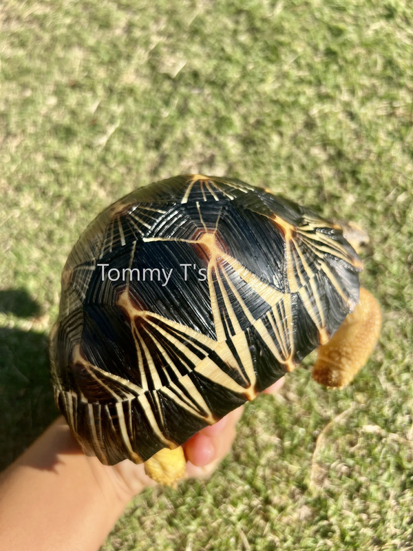 Rad B Top Profile — Postimages