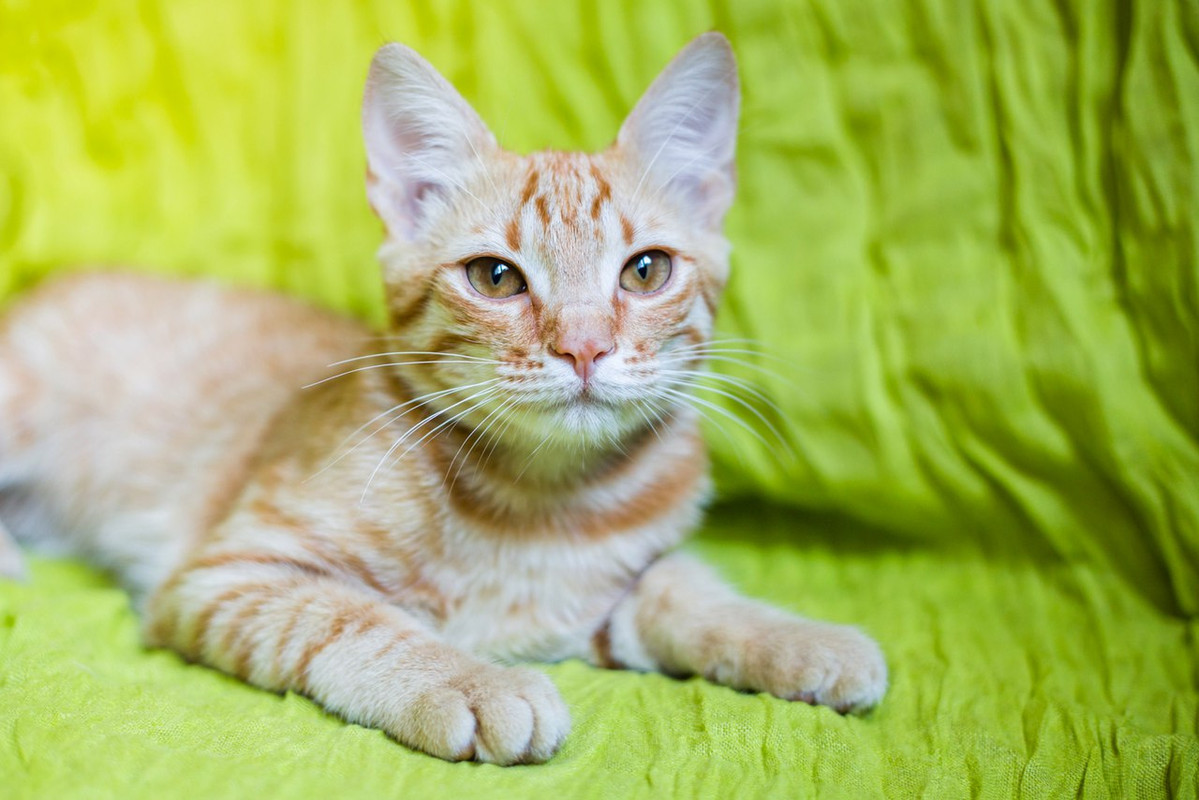 c Dt Hh BEUk Sc — Postimages