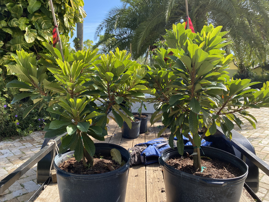 8 C1 A4 DC2 4219 4 D04 B5 B9 CED44 A12 F4 BB — Postimages