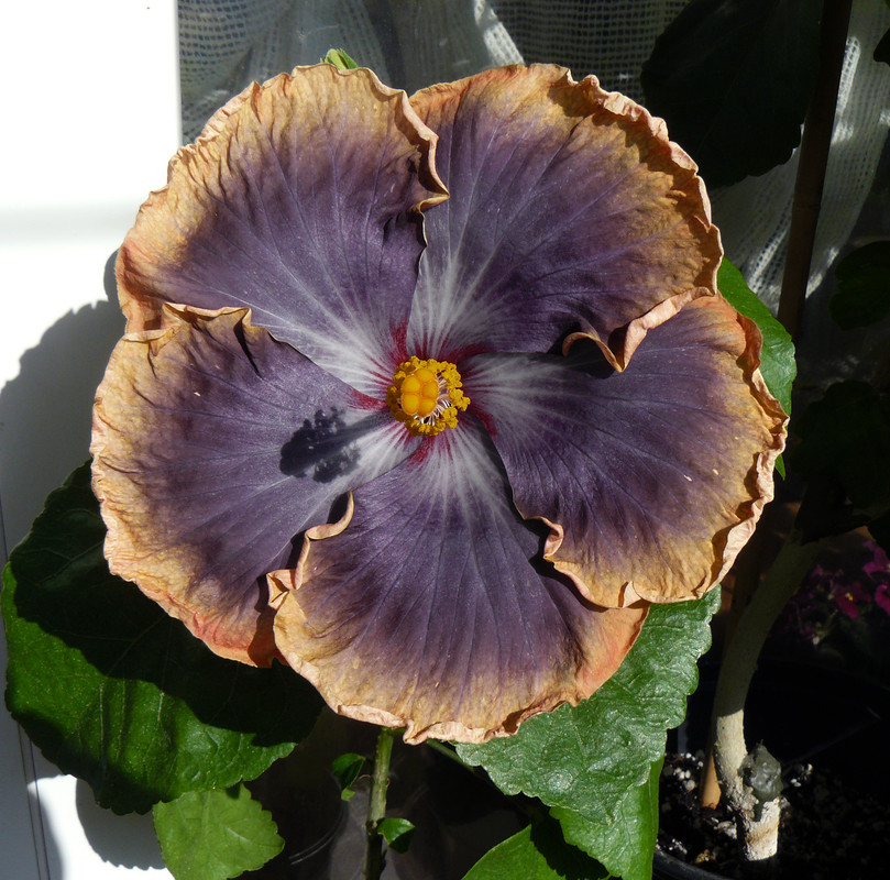 Petar’s Typhoon 1 10 2022 second bloom — Postimages