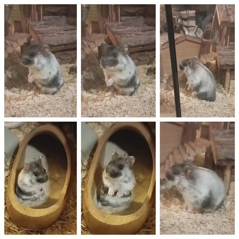 Black beauty — Postimages