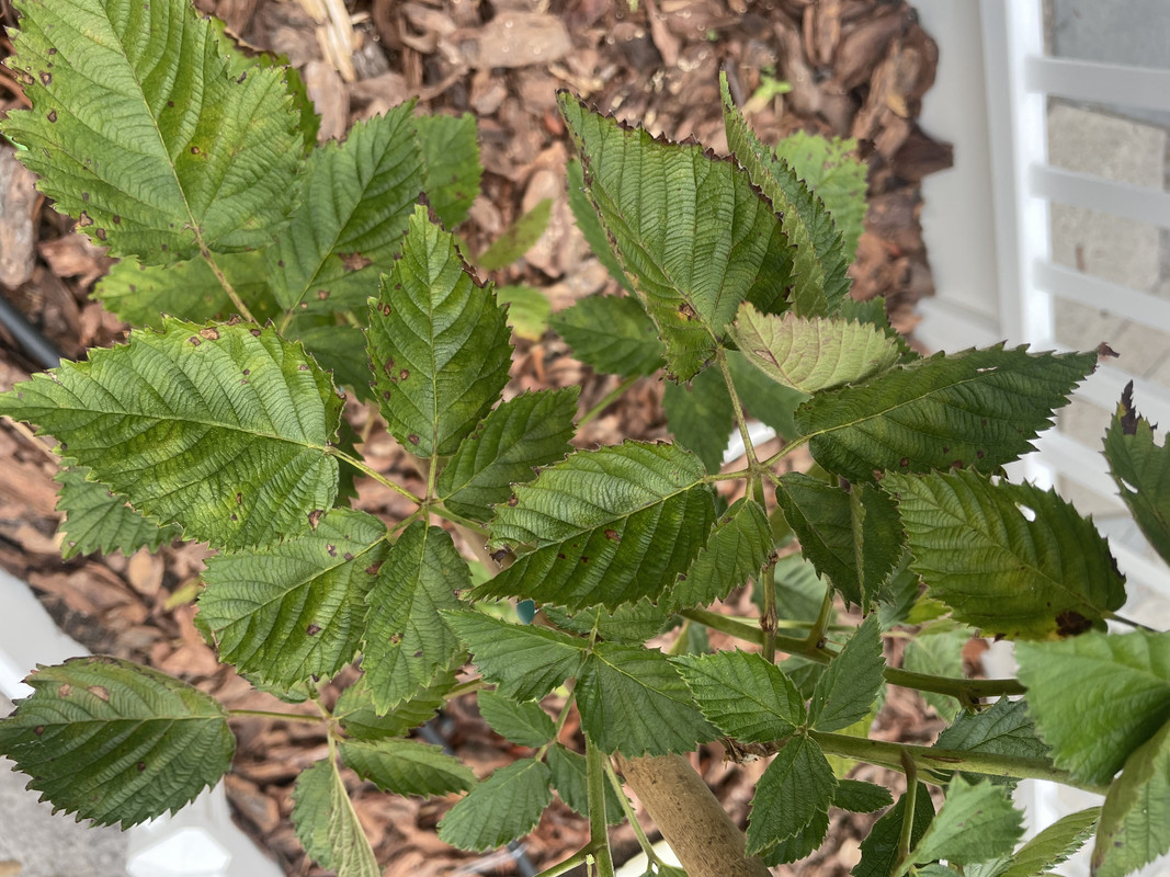 IMG 9329 — Postimages