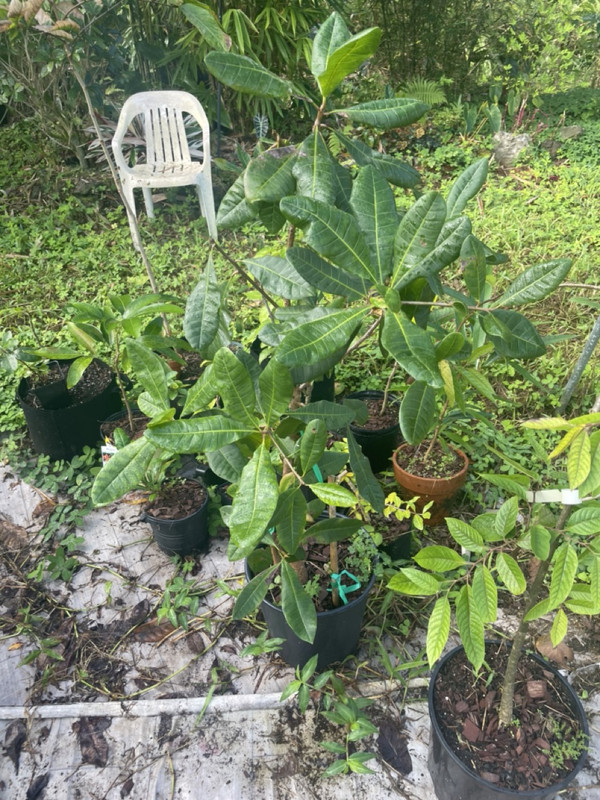 IMG 8074 Large — Postimages