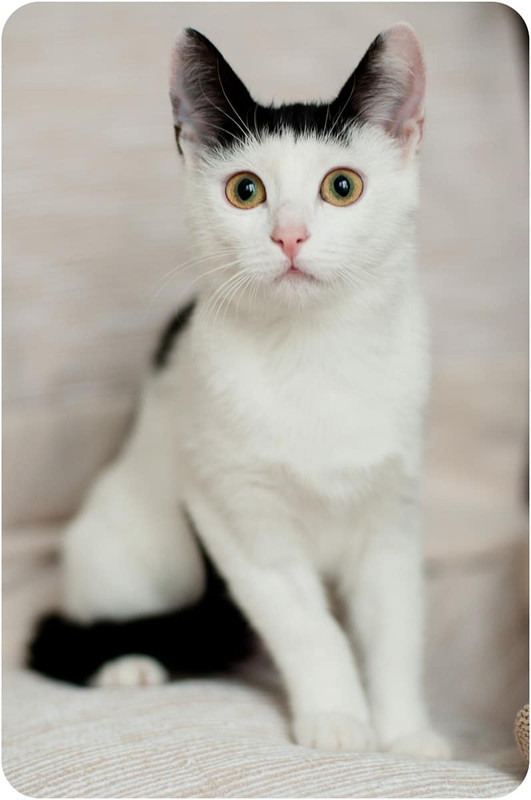 vik 91 — Postimages