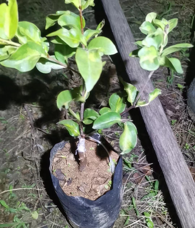 V red 2 — Postimages