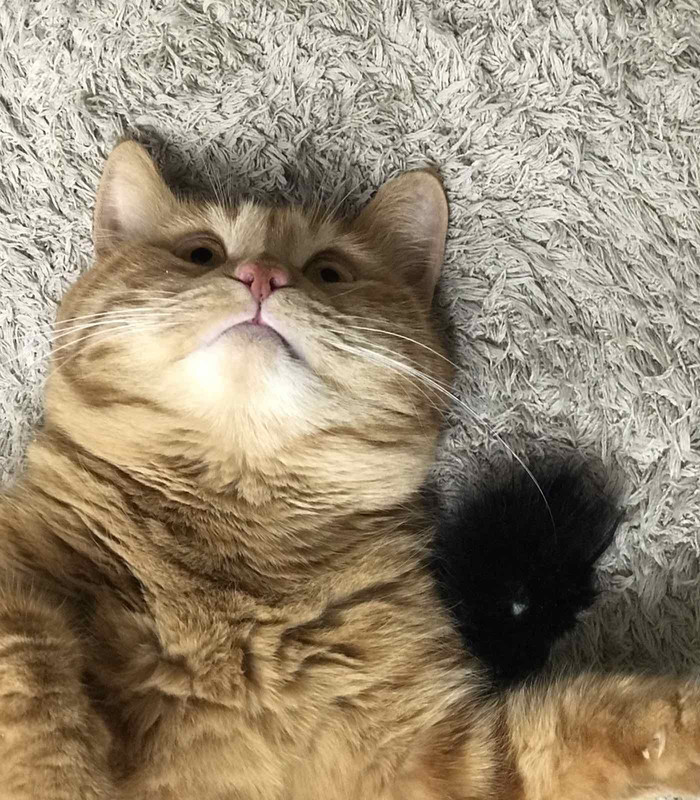 изображение viber 2024 02 17 13 18 57 970 — Postimages