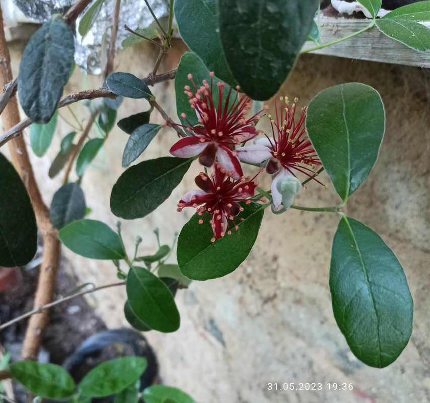 IMG 20230531 221101 — Postimages