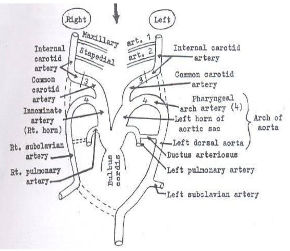 Screenshot ٢٠٢٤١٠١٩ ١٤٣٩٤٥ Drive — Postimages