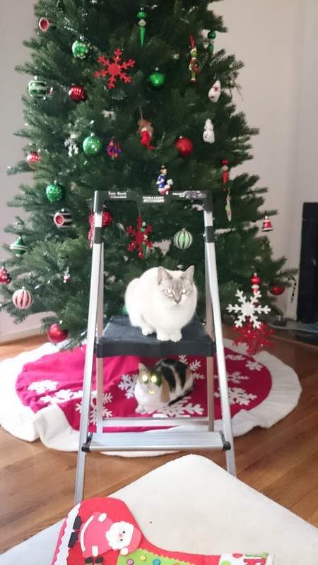 DSC 0806 — Postimages