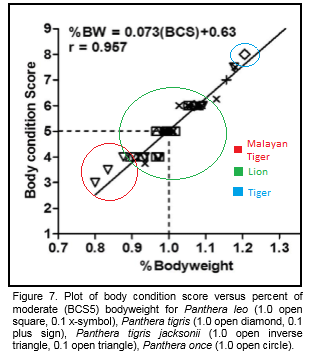 "Lion and Tiger fat levels" Discussion and Debate - Animal Info Forum