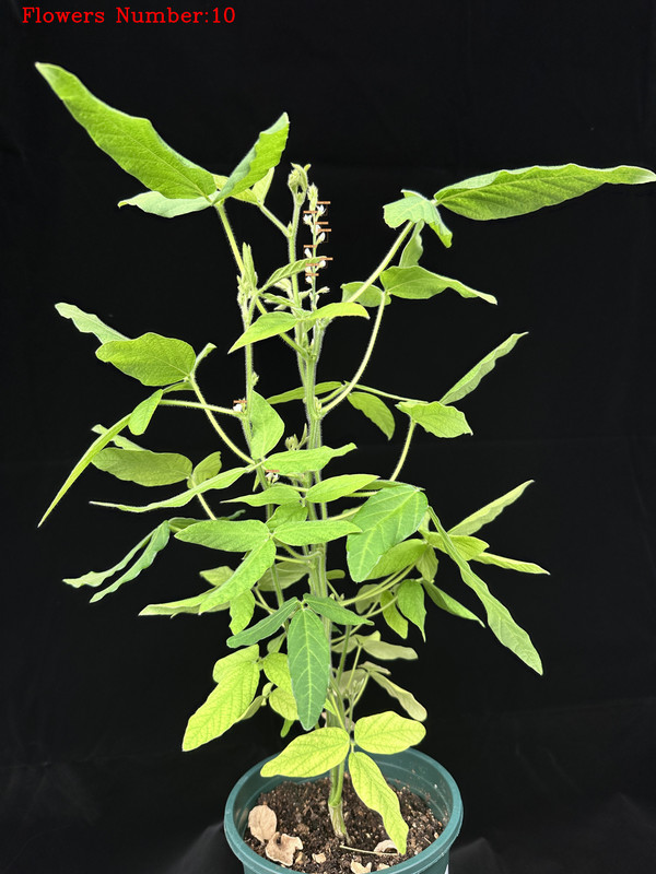 IMG 1441 detect — Postimages