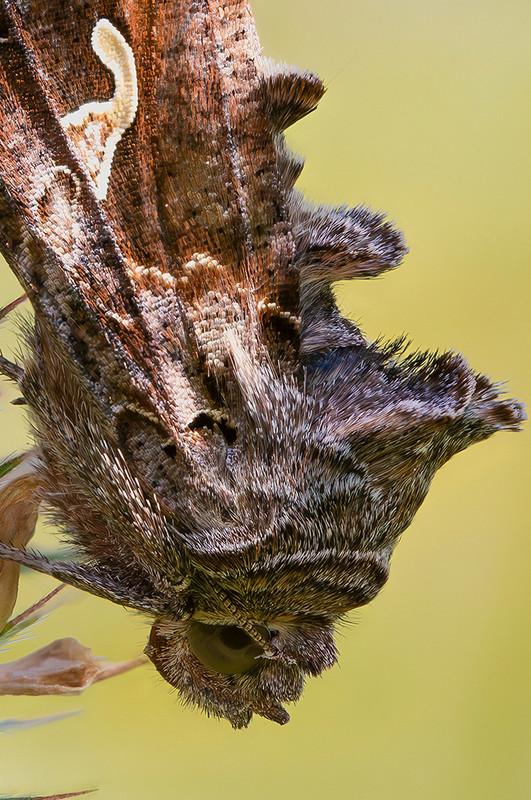 Autographa gamma - www.photomacrography.net