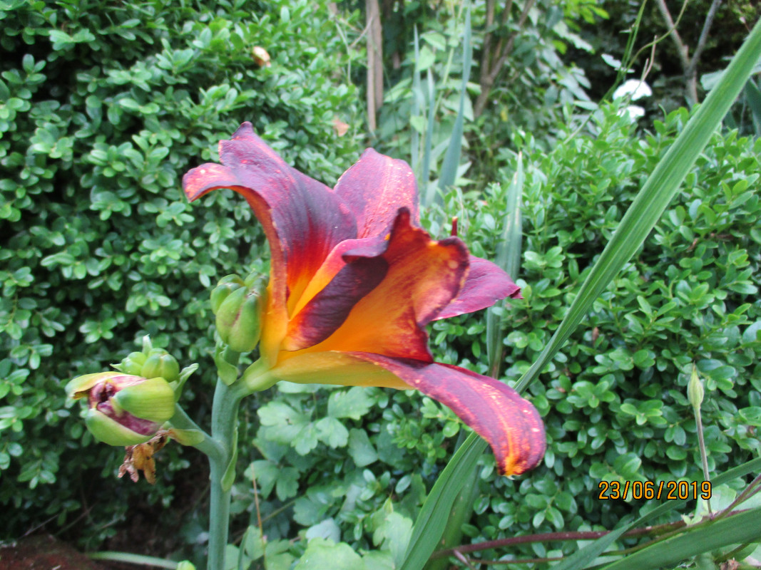Хемерокалис Hemerocallis - Page 205 - Форум HobbyKafe.com