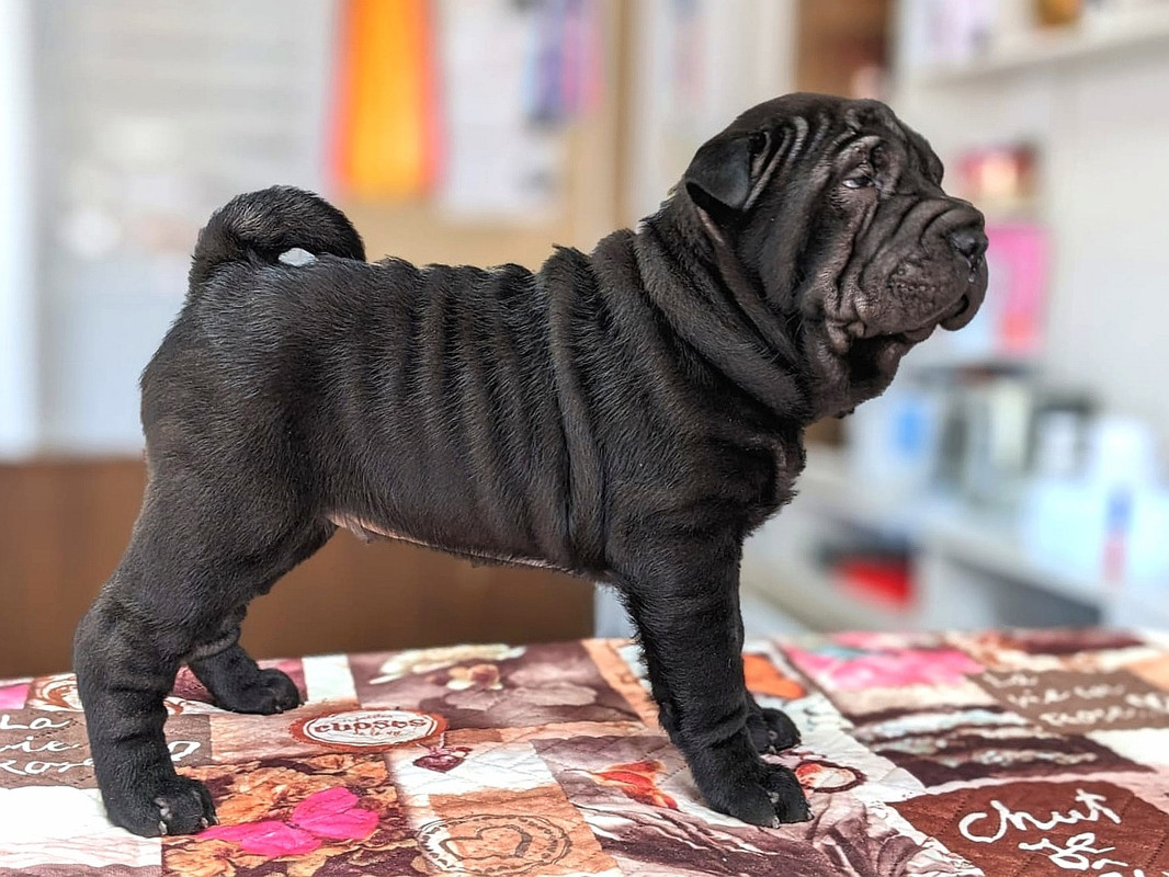 50 BGSDKl U20 — Postimages