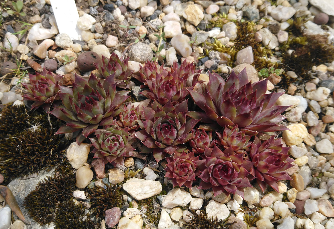 joub sed 0518 (9) — Postimages