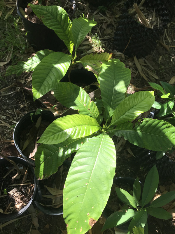 Borojoa 11 2018 — Postimages