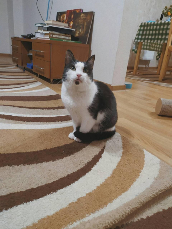 UTRR e AOF4 A — Postimages