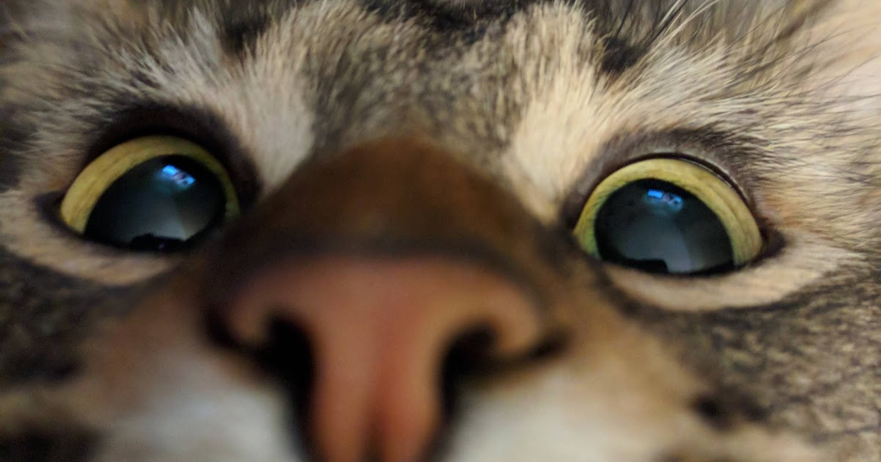 nose cat — Postimages