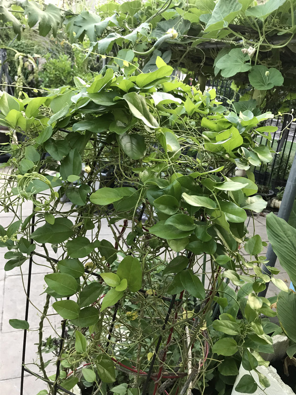 9053405 C 1594 471 E AD81 421999 EFF08 B — Postimages