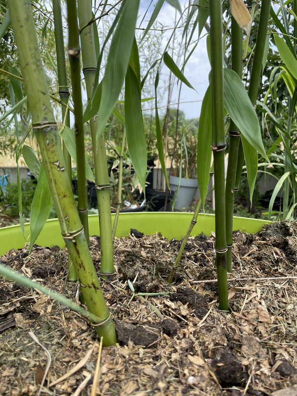 IMG 1243 — Postimages