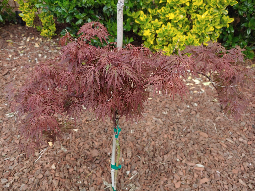 How to properly shape/form/stake this Japanese Maple? | Lawn Care Forum