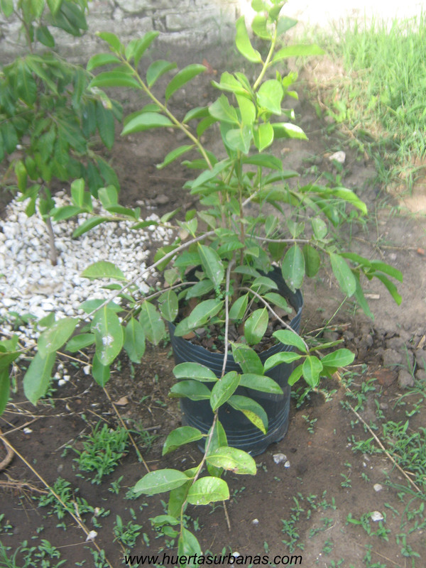 huertasurbanas com 20180311 114017psidium robustum 0 — Postimages