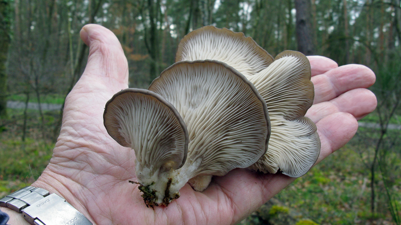 IMG 7894 — Postimages