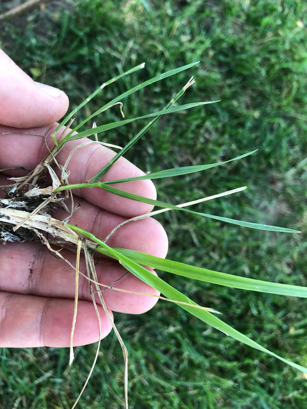 Lawn ID and Dallisgrass | Lawn Care Forum