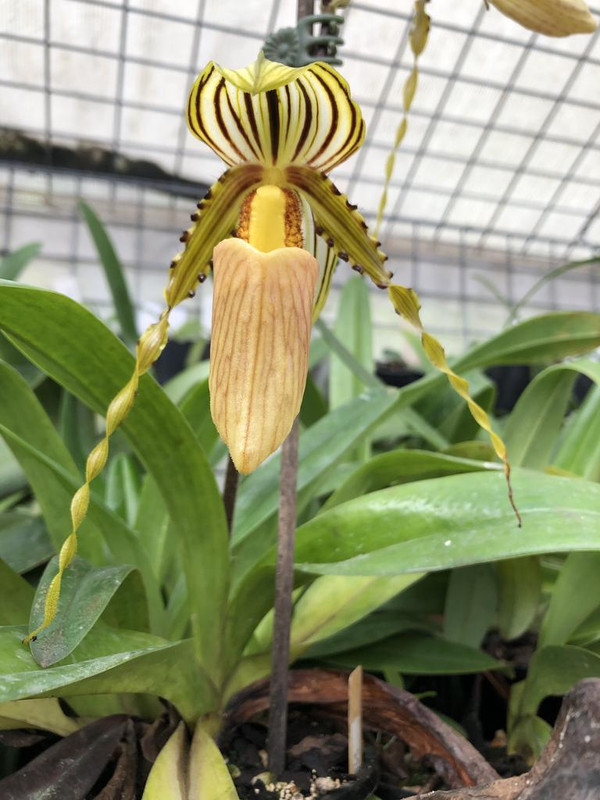 Paph praestans | Slippertalk Orchid Forum