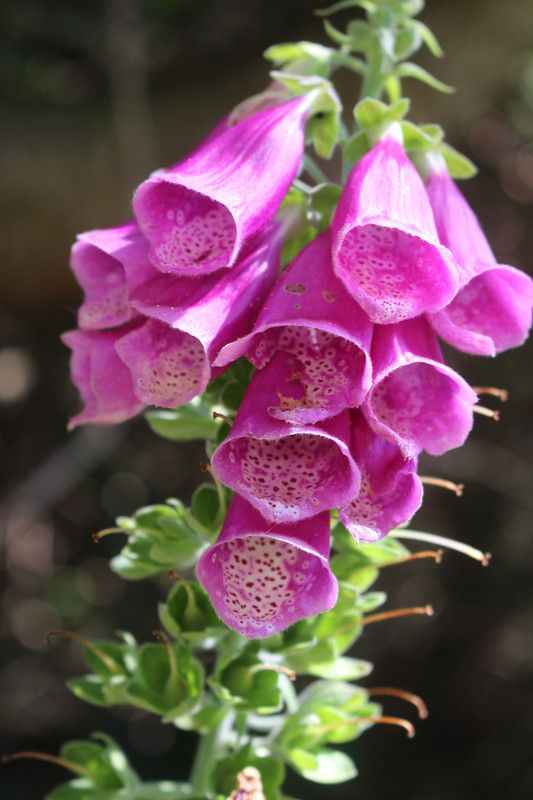 IMG 6285 — Postimages