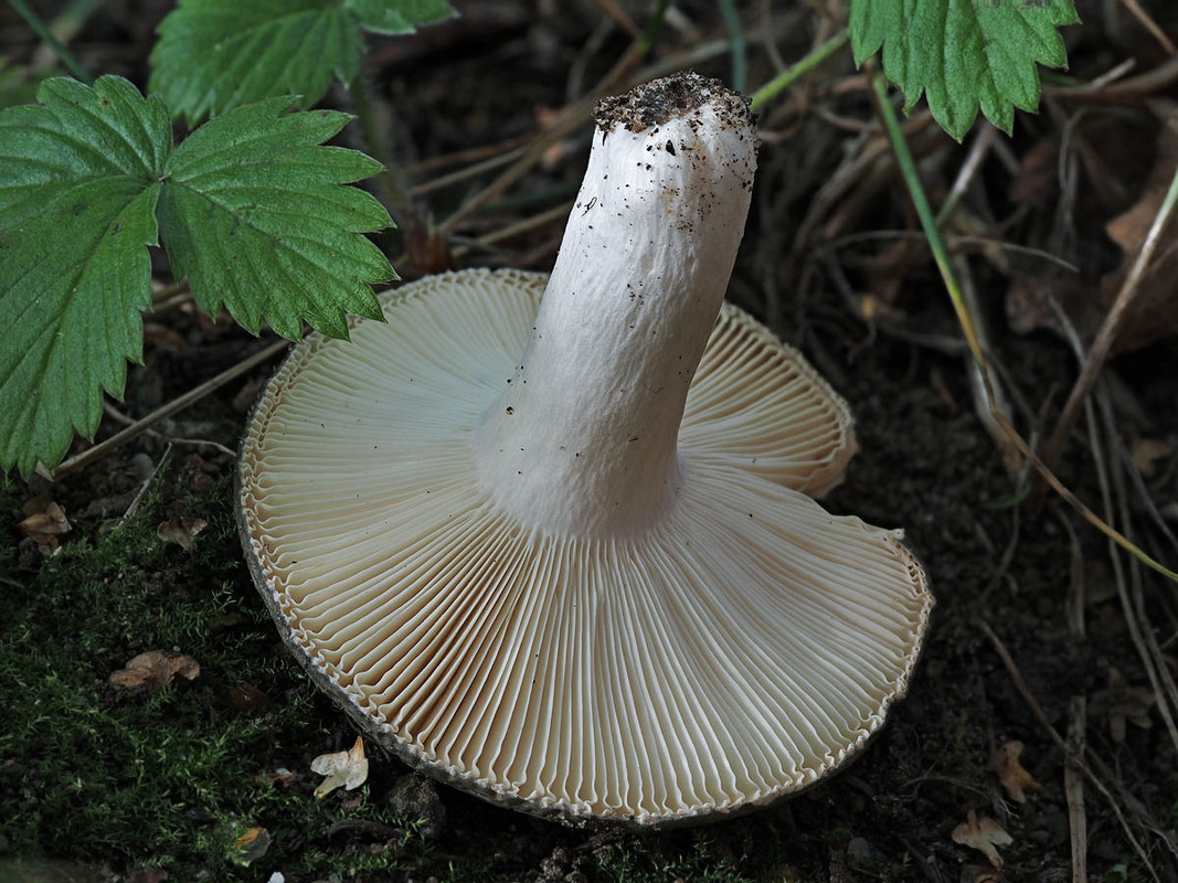 Russula sp2 3 2 SAE 20200805 — Postimages