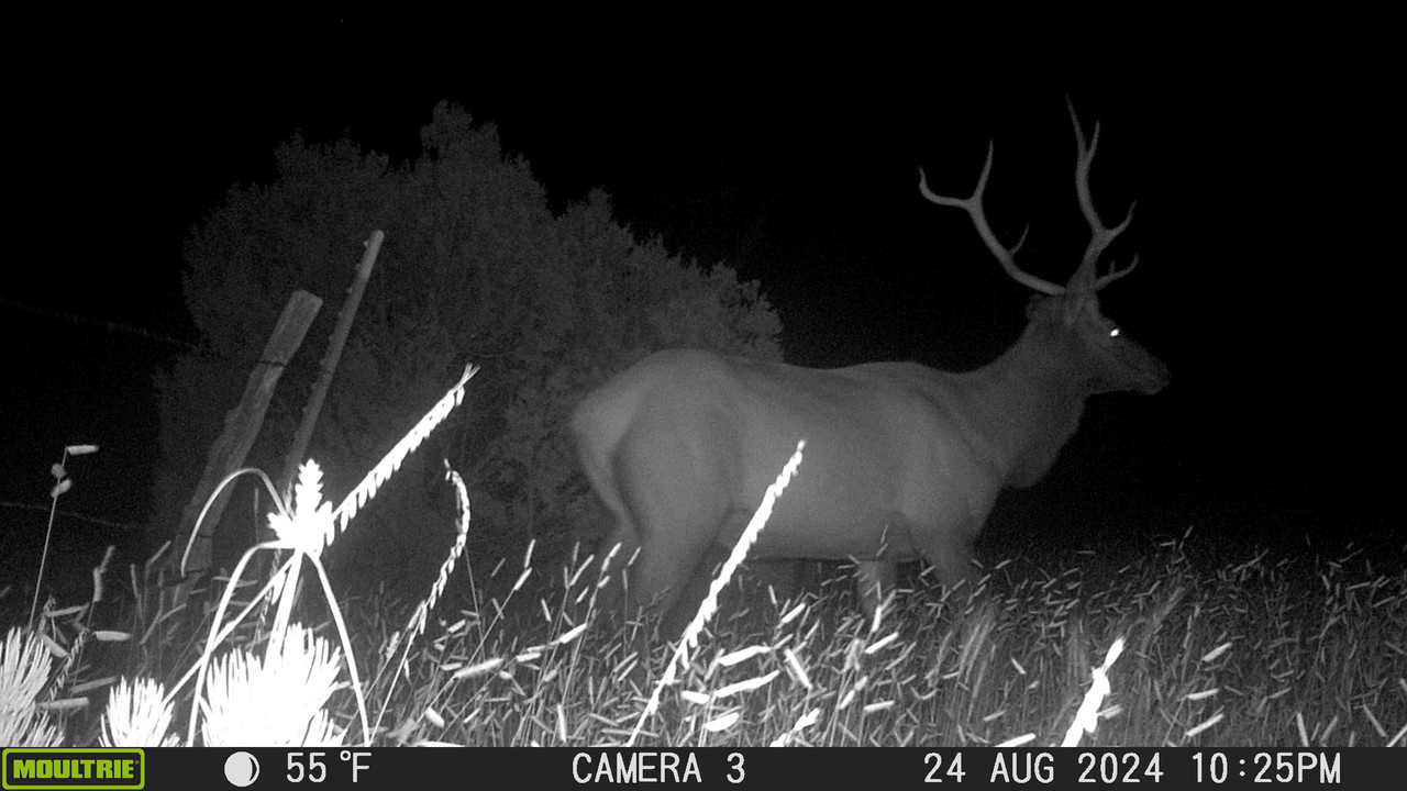 MOULTRIE DIGITAL GAME CAMERA 15 Copy Copy — Postimages