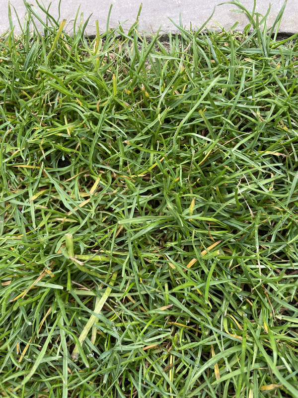 Yellowing grass? | Lawn Care Forum