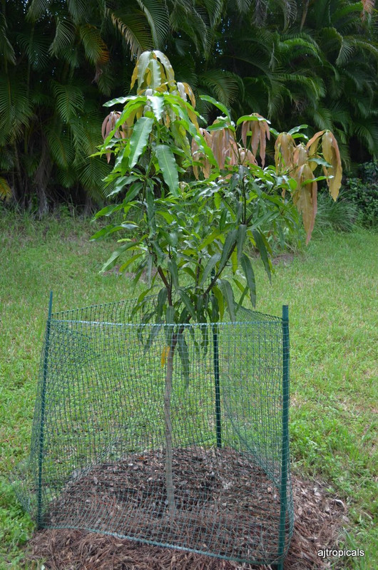 mango lz — Postimages