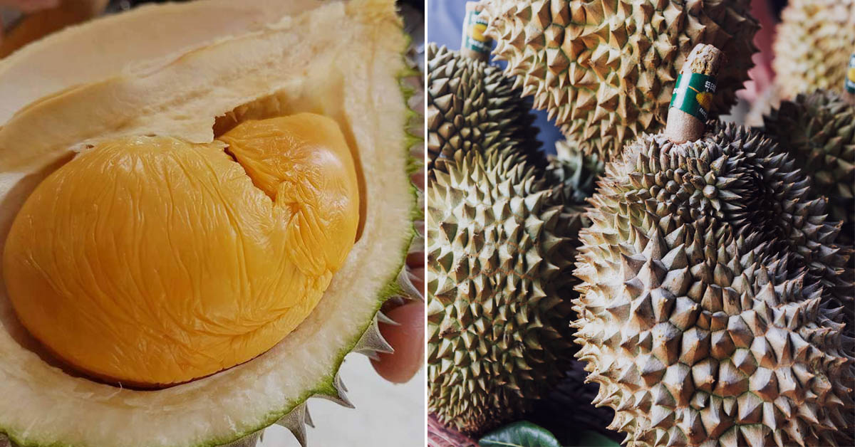 Here's The Difference Between D24, Musang King, Black Thorn, XO & Other ...