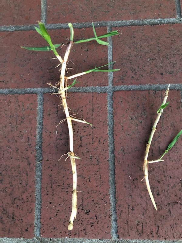 Is this torpedo grass and how to tackle the problem | Lawn Care Forum