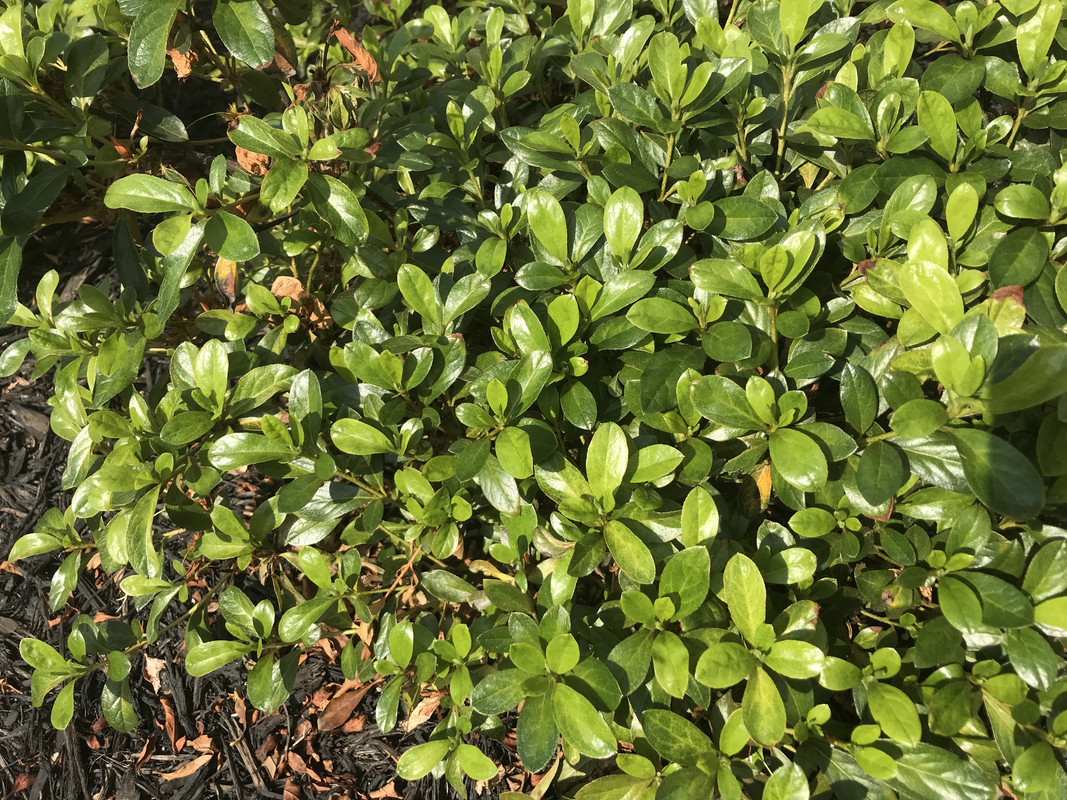 Azalea issues | Lawn Care Forum