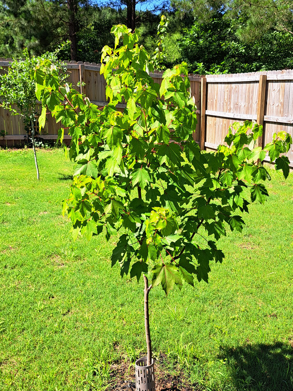 October Glory Red Maple backyard 06 Jun2024 — Postimages