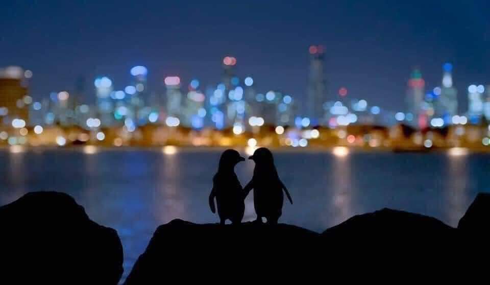 Widowed penguins hug in award-winning photo | Lipstick Alley