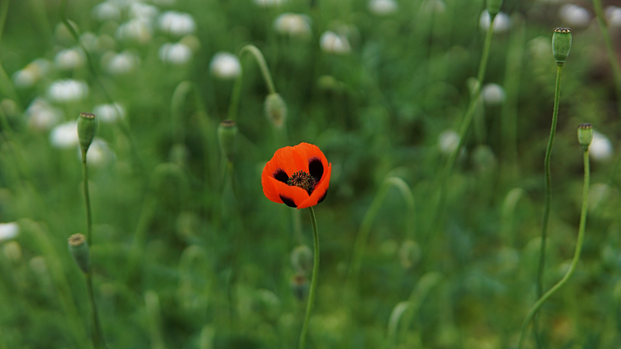 DSC07069 JPG 1 — Postimages