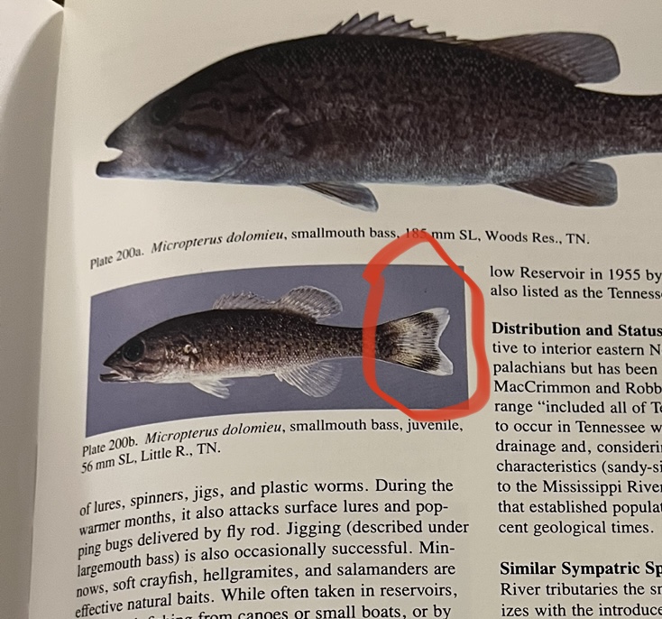 Bass coloration, spots and markings. - Smallmouth Bass Fishing - Bass ...