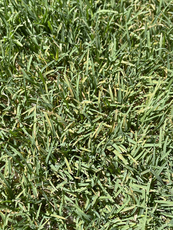 Iron Deficiency or Fungus? Yellow Spots in TifTuf | Lawn Care Forum