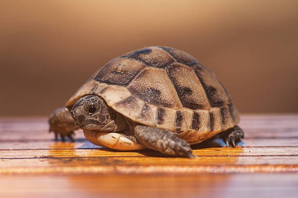 What Size Tank Would An Animal Need? - UTBAVATHESIS