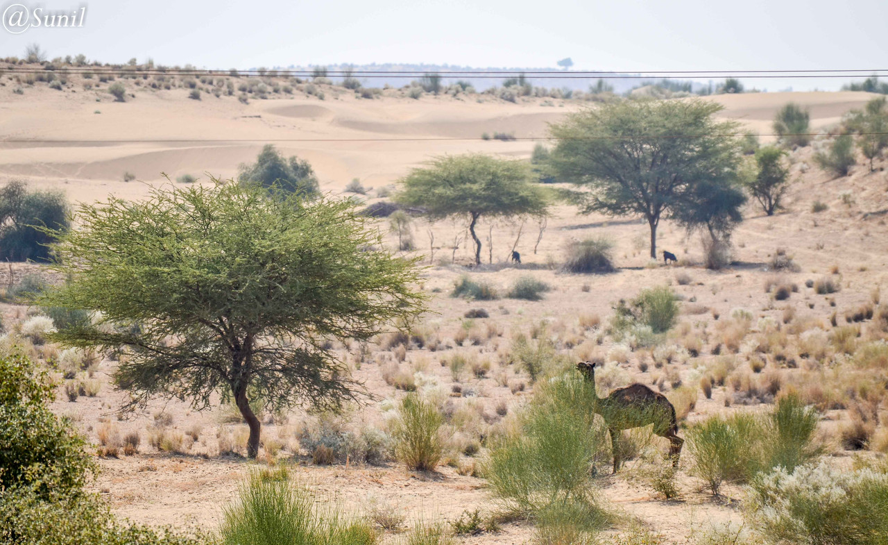 Drive to Munabao, the last Indian Railway Station on the rail link to ...