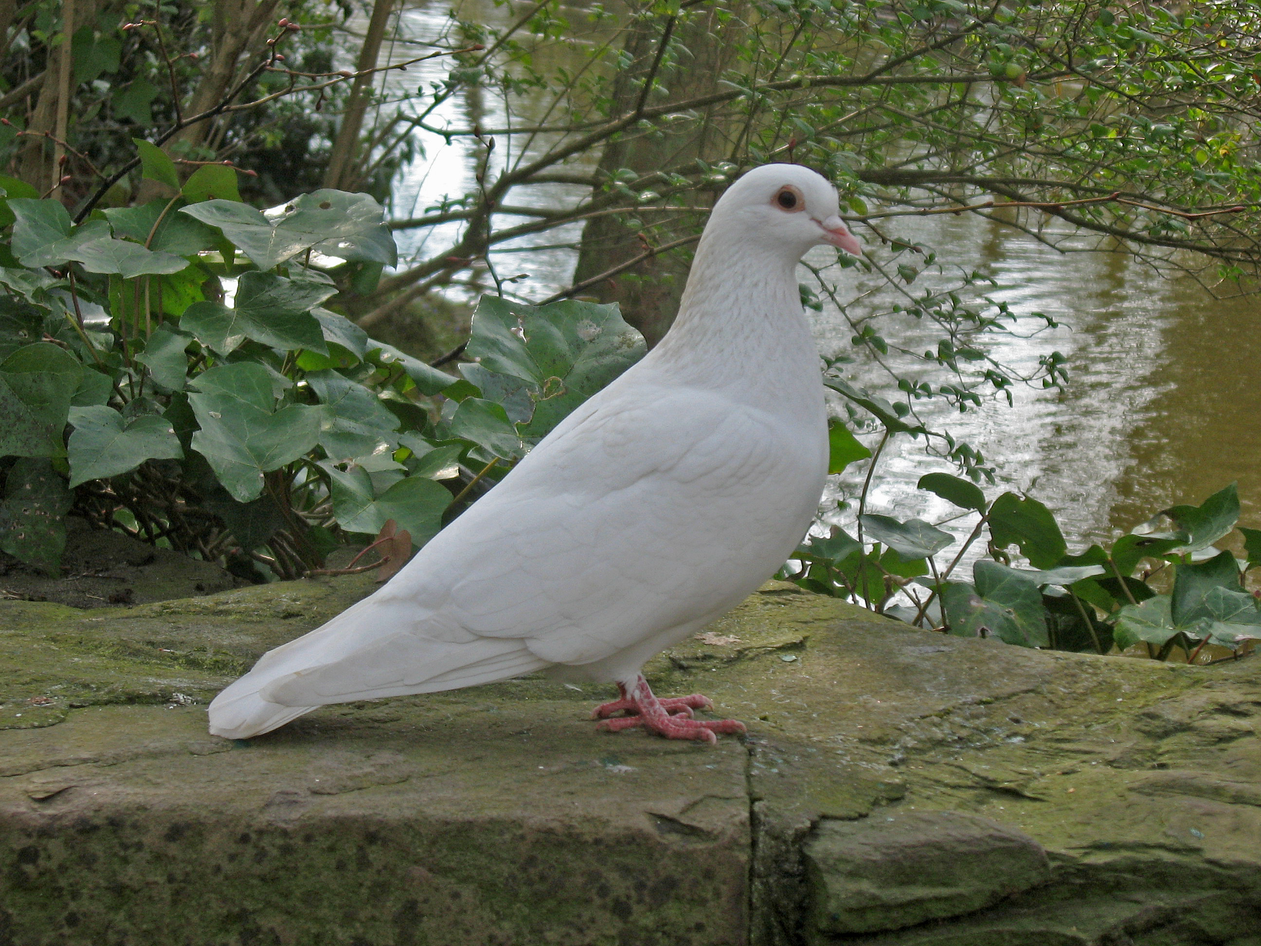 Dove — Postimages