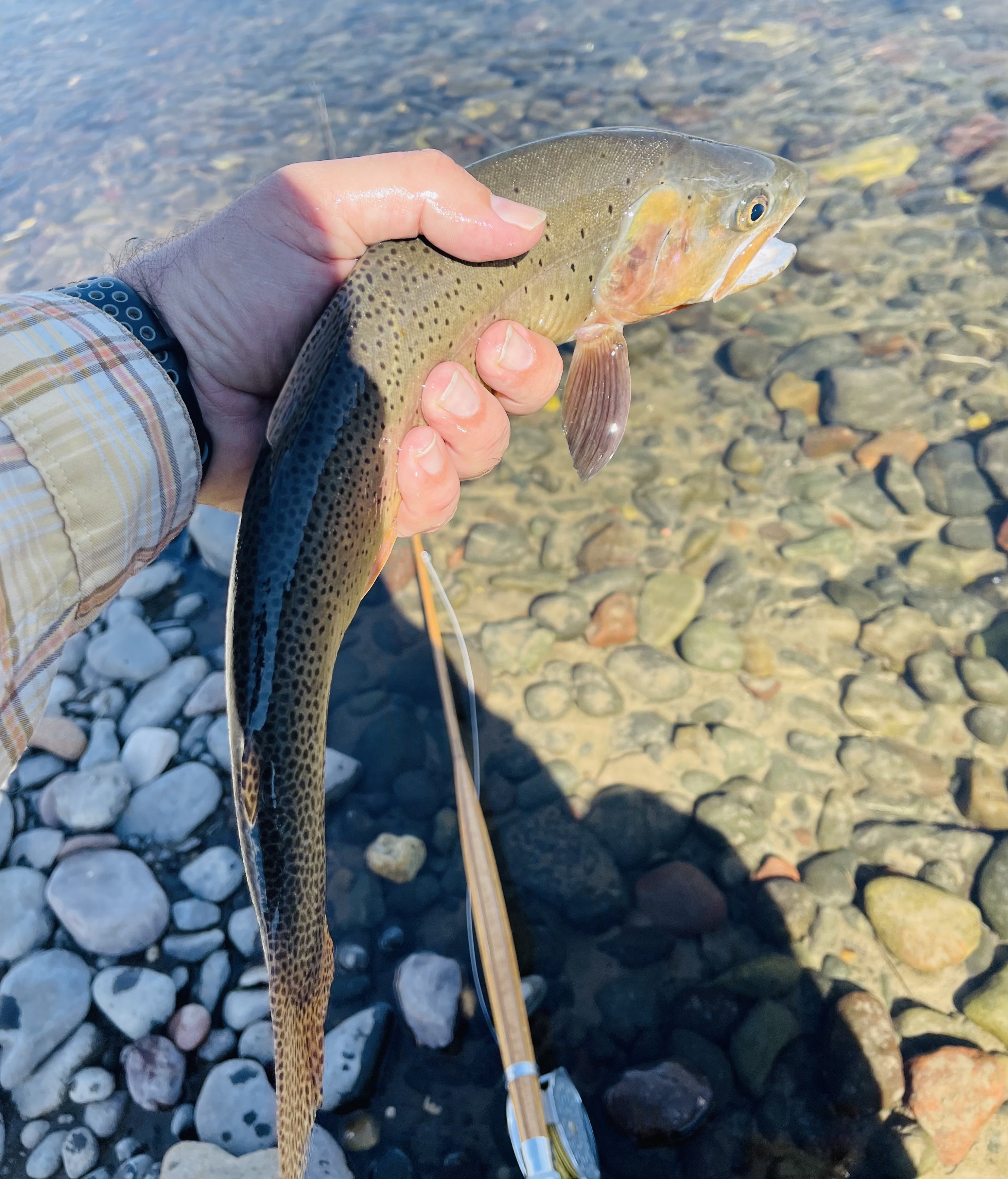 temp Imageio D76m — Postimages